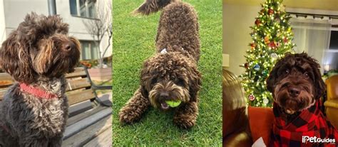11 Common And Rare Cavapoo Colors With Pictures