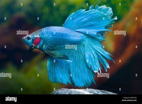 Siamesische Kampffische siamesische Kämpfer Betta Splendens züchten
