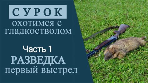 Охота на сурка с гладкостволом. Алтайский край. Часть 1. Разведка ...