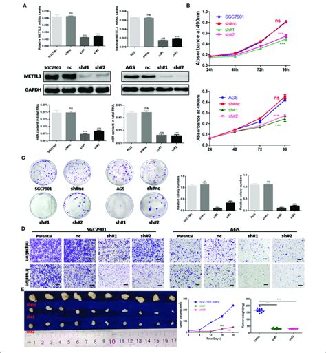 The Effects Of Methyltransferase Like 3 Mettl3 Knockdown On Cell
