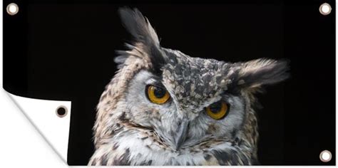 Schuttingposter Portret Van Een Bruine Uil Met Een Zwarte Achtergrond