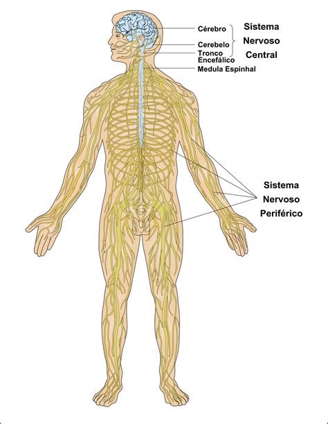 Anatomia Corpo Sistema Nervoso Sistema Nervoso Centra