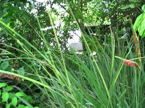 How To Manage Ornamental Gamagrass