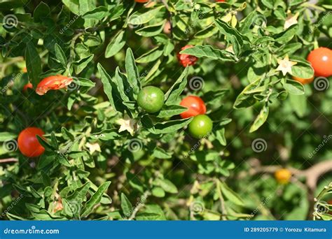 Jerusalem Cherry Winter Cherry Solanum Pseudocapsicum Berries