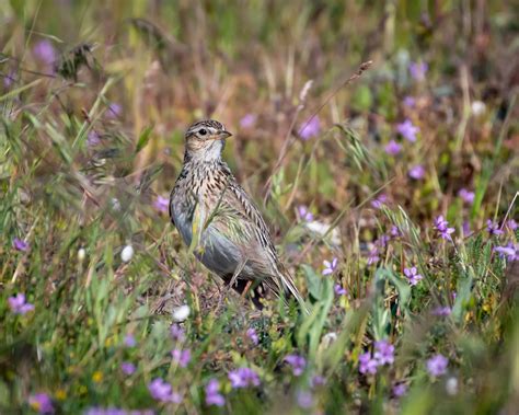Ciocarlia De Câmp Alauda Arvensis Delta Dunării