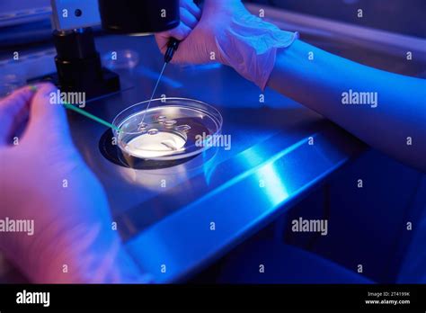 Embryologist Mixing Cells In Culture Plate During In Vitro