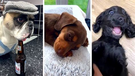 Ultimate Funny Dogs Compilation 🤣 Cutest Puppies On The Internet 🐕