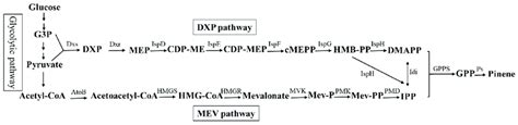 Schematic Diagram Of The Synthesis Pathway Of Pinene G3p