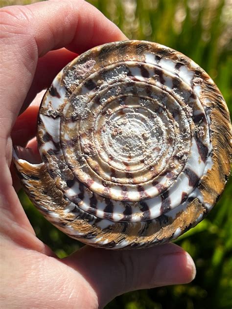 Fossil Cone Shell Bodjong Formation Uv Reactive 4 2in Etsy