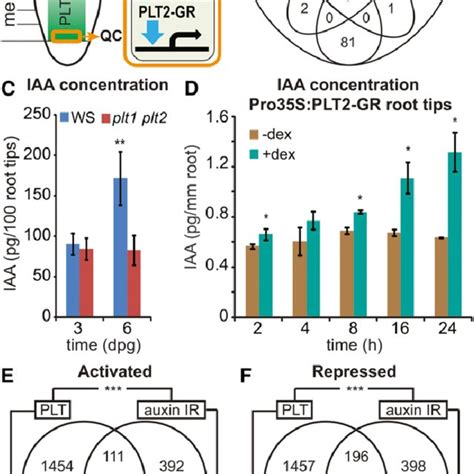 Plt2 Regulates Auxin Biosynthesis And Response Genes Download