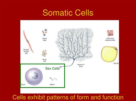 Somatic Cells Definition Examples Types Video Lesson