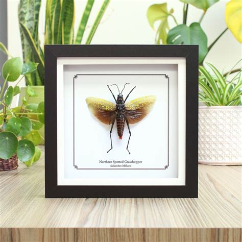 Northern Spotted Grasshopper Real Insect In Frame Aularches Miliaris