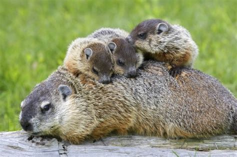 What Do Baby Groundhogs Eat Classified Mom