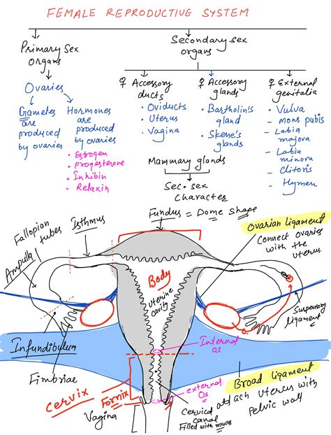 Solution Human Reproduction Female Studypool