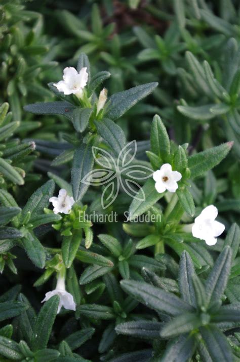 Lithodora Diffusa Alba Online Shop