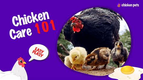 Light Sussex Chicken Breed What Is It Chicken Pets