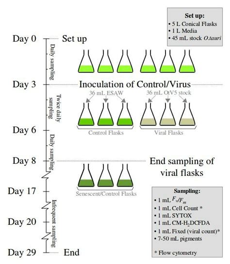 3 Schematic Diagram Of Ostreococcus Tauri And Otv5 Culture Experiment