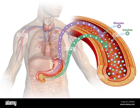 Illustrazione Glucosio E Insulina Linsulina è Un Ormone Che Permette