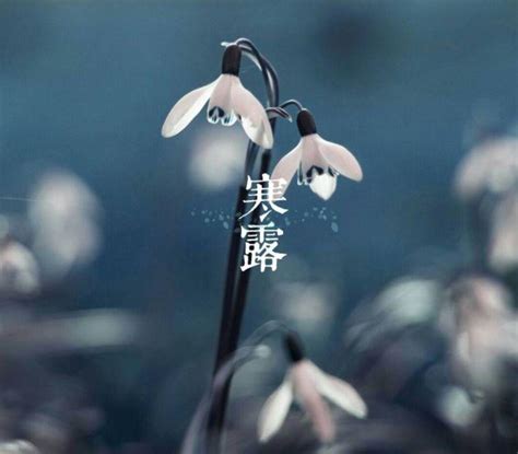 24节气寒露古诗词鉴赏（关于寒露的古诗） 我爱育娃