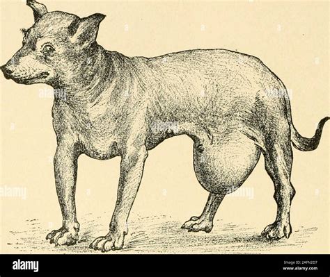 What Causes Inguinal Hernias In Puppies