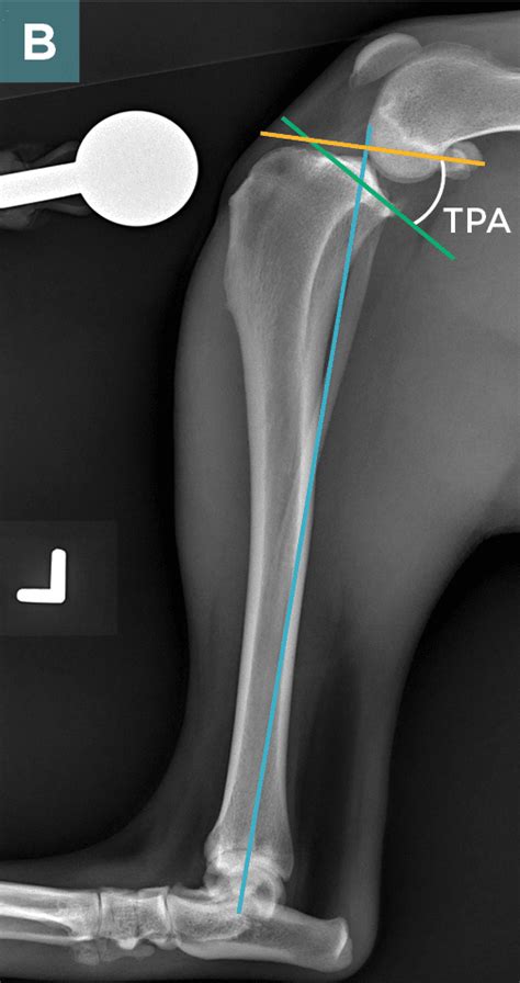 Cruciate Disease How And Why To Measure Tibial Plateau Angle Todays