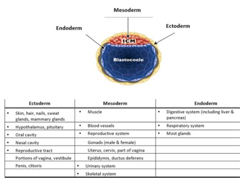 Exam Repro Flashcards Quizlet