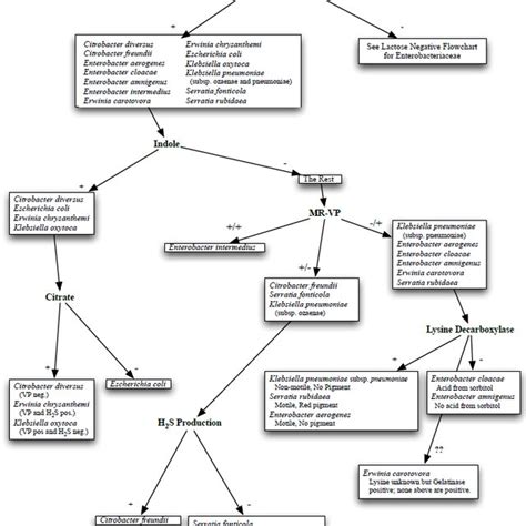 Biochemical Tests To Identify Lactose Fermenting Enterobacteriaceae