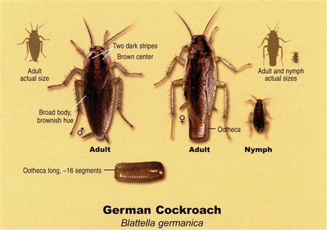 Life Cycle Of A German Cockroach Roach Cockroach Insect