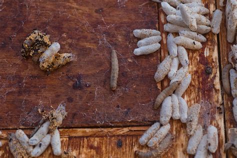How To Identify Prevent And Deal With Wax Moth In The Beehive