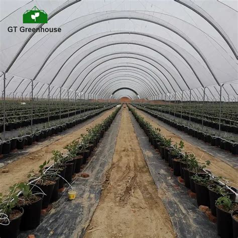 China Low Cost Greenhouse Tunnel Greenhouse For Sale Polytunnel Greenhouse Manufacturers