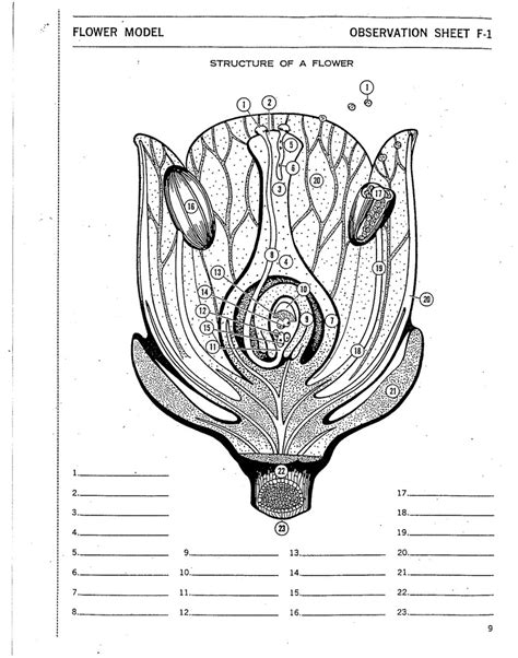 Flower Diagram Part 1 Diagram Quizlet