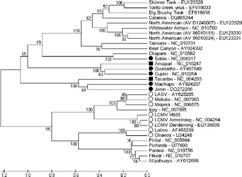 Phylogenetic Analysis Of MWV Based On Secondary Structure Alignments Of