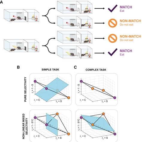 Mixed Selectivity Cellular Computations For Complexity Neuron