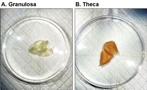 Separation Of Avian Preovulatory Follicle Granulosa And Theca Cell