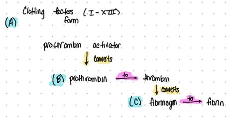 Anatomy Ii Chapter Blood Flashcards Quizlet