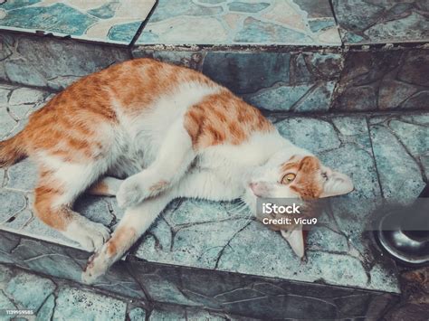 도시 거리에 흰 반점이 있는 아름 다운 붉은 고양이 클로즈업 샷 거리에 대한 스톡 사진 및 기타 이미지 거리 귀여운 낮