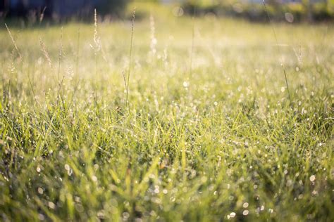 Download Green Grass Field Flowers Picture
