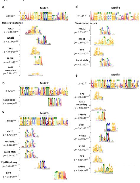 Figure S1 Identification Of Potential Binding Transcription Factors In Download Scientific