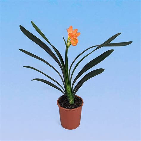 Кливия Миниата 12/50 – купить в Москве с доставкой – Plantis