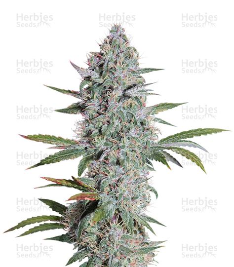 Mango Og Auto Feminized Seeds For Sale Herbies Seeds