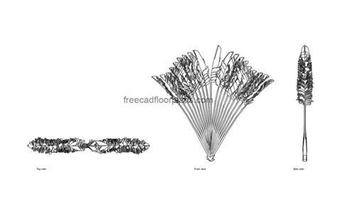 Travelers Palm Free Cad Drawings