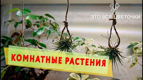 Комнатные растения Обзор Комментарии - YouTube