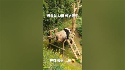 에버랜드 팬더 똥싸는 영상 Amusementpark 에버랜드 Everland Panda 판다 판다월드 똥쌈