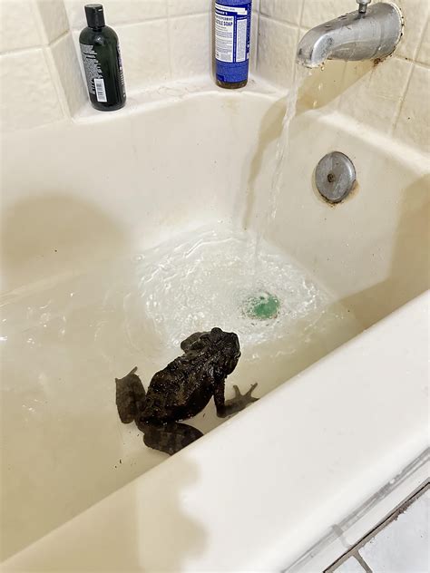Just My Massive Asain Giant River Toad Take Bath Rtoads