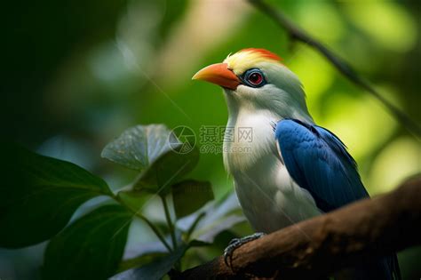 长相美丽的野生观鸟高清图片下载 正版图片600400706 摄图网