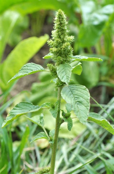In Nature As A Weed Grows Common Amaranthus Stock Image Image Of Field Agriculture 202500447