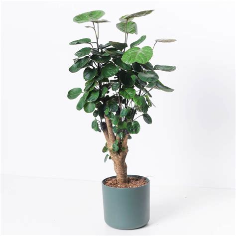 Polyscias Scutellaria Fabian Indoor Plants And Accessories House