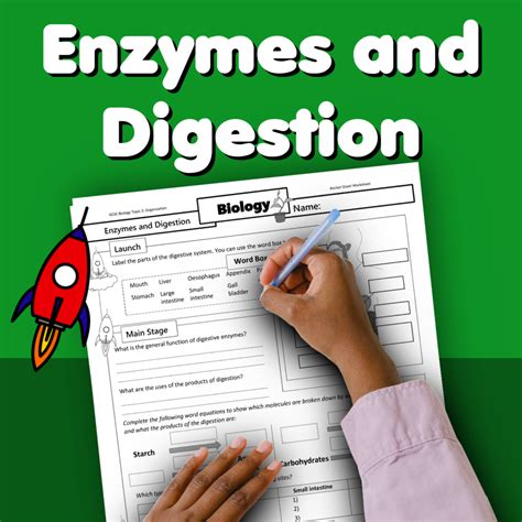 Enzymes And Digestion Home Learning Worksheet Gcse Rocketsheets Co Uk