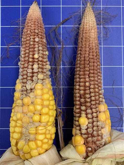 Options For Feeding Drought Damaged Corn Golden Harvest Golden Harvest