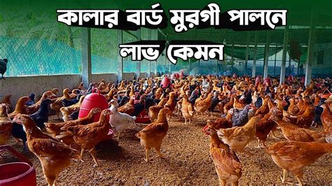 কালার বার্ড মুরগী পালনে লাভ নাকি ক্ষতি।। মুরগী লালন পালন পদ্ধতি।bd